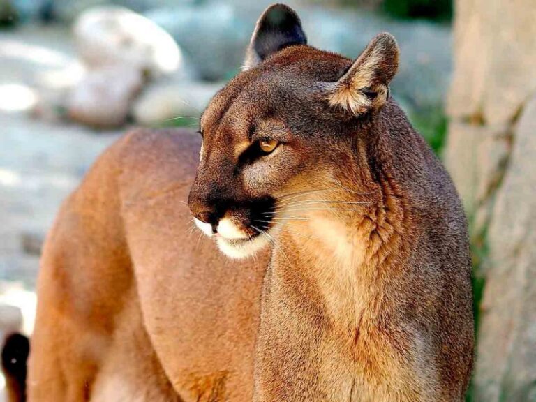 ¡Puma suelto en Hidalgo! Avistan felino deambulando en calles de ...
